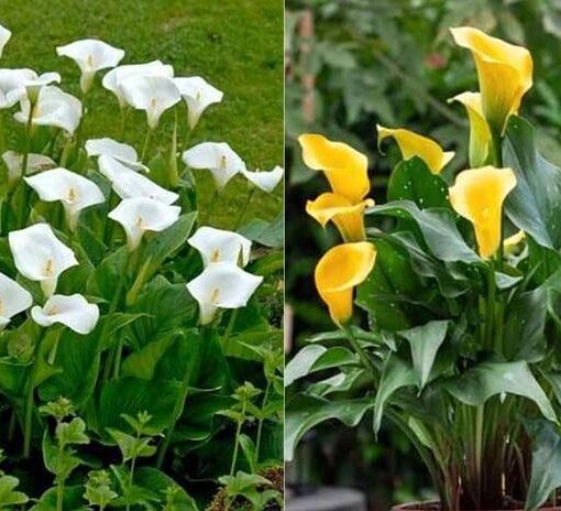 12 Plantas con Flores ideales para cultivar en Macetas pequeñas - Eco ...