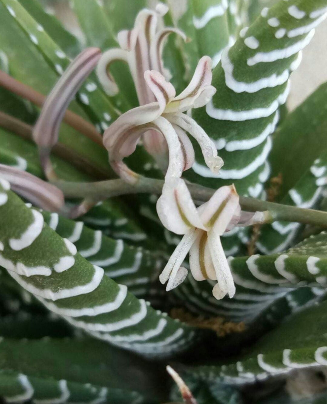 Consejos para logar que la Suculenta Cebra florezca - Eco Jardín Mágico