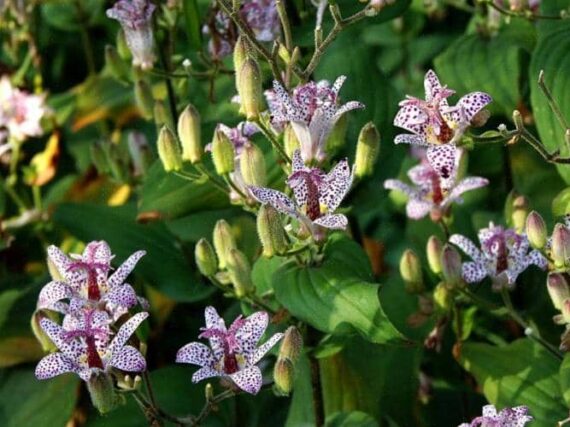 11 Plantas de Flores ideales para cultivar a la Sombra - Eco Jardín Mágico