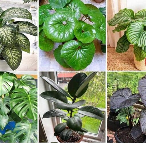 14 Tipos de Setas comestibles (hongos) para cultivar en casa - Eco ...