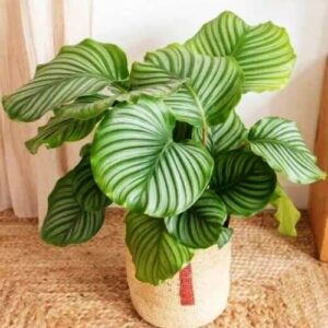 12 Plantas de hojas Grandes para interiores fáciles de cuidar - Eco ...