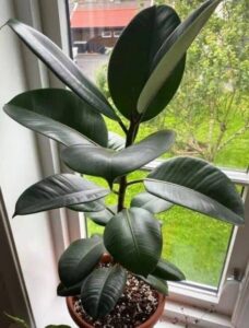 12 Plantas de hojas Grandes para interiores fáciles de cuidar - Eco ...