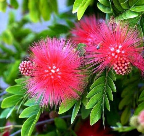 Cómo propagar, cultivar Plumerillo rojo y sus cuidados - Eco Jardín Mágico