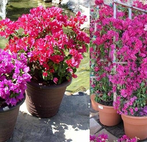 Simbolismos y significados de la flor Cala (cartucho o alcatraz) - Eco ...