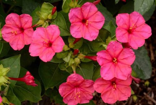 11 Plantas que florecen por la Noche (consejos de cultivo) - Eco Jardín ...