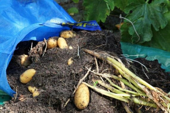 Cómo cultivar Papas en Bolsas y sus cuidados - Eco Jardín Mágico