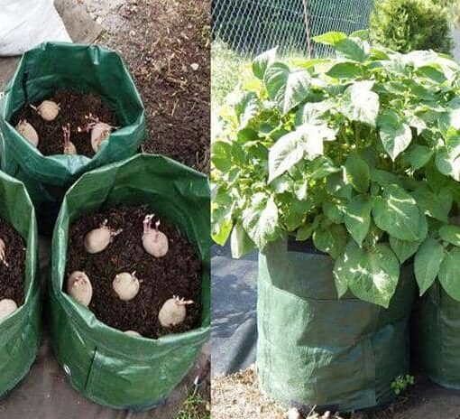 5 estrategias probadas para cosechar papas sin parar de primavera a ...