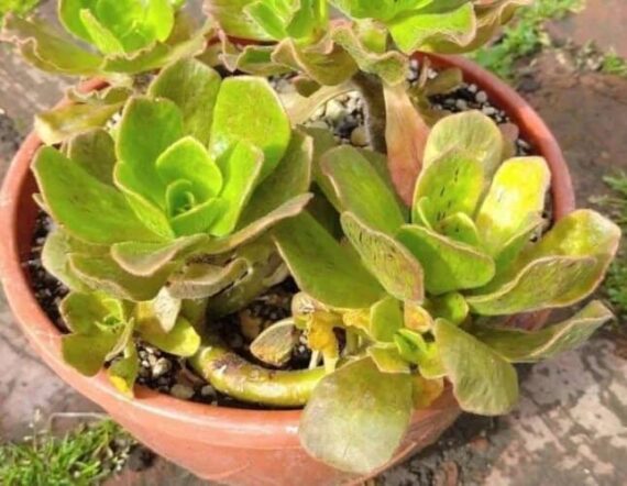15 Suculentas de hojas Peludas y Aterciopeladas fáciles de cuidar - Eco ...