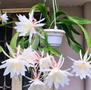 7 Cactus Sin Espinas fáciles de cultivar (consejos de cultivo) - Eco ...