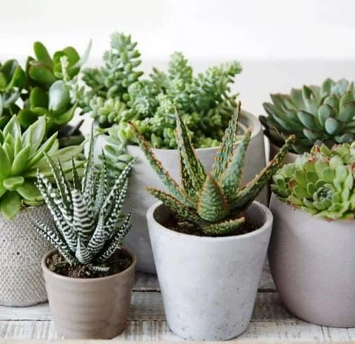 15 Suculentas de hojas Peludas y Aterciopeladas fáciles de cuidar - Eco ...