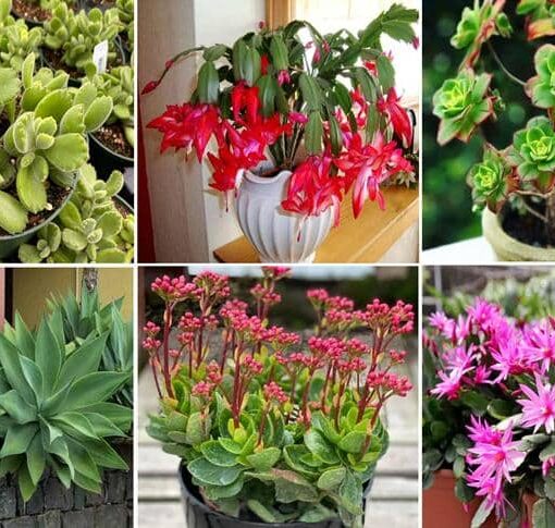 Cómo cultivar planta Rocío (Aptenia cordifolia) y sus cuidados - Eco ...