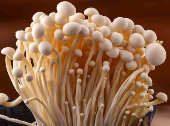 14 Tipos de Setas comestibles (hongos) para cultivar en casa - Eco ...