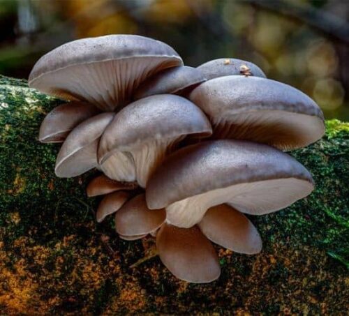 14 Tipos de Setas comestibles (hongos) para cultivar en casa - Eco ...