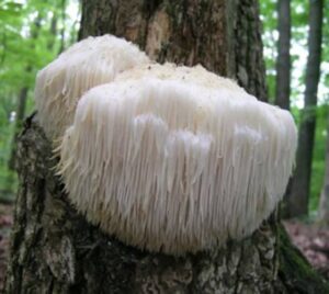 14 Tipos de Setas comestibles (hongos) para cultivar en casa - Eco ...