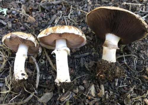 14 Tipos de Setas comestibles (hongos) para cultivar en casa - Eco ...