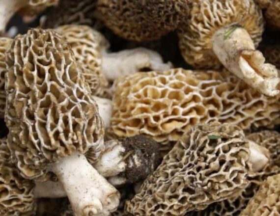 14 Tipos de Setas comestibles (hongos) para cultivar en casa - Eco ...