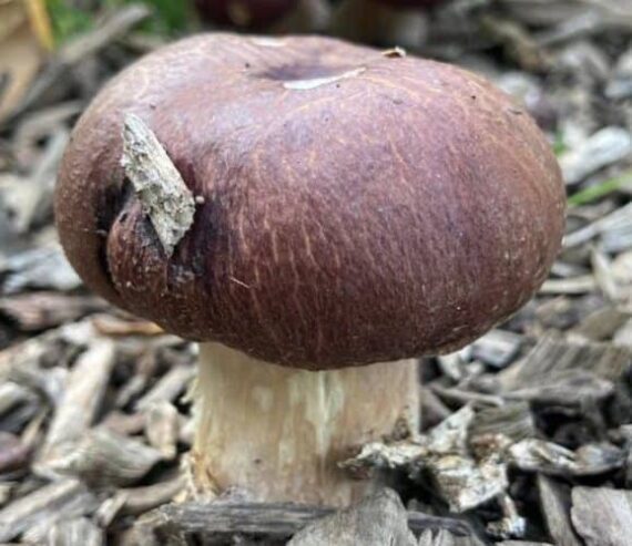 14 Tipos de Setas comestibles (hongos) para cultivar en casa - Eco ...