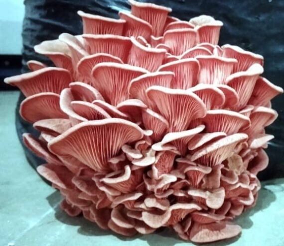 14 Tipos de Setas comestibles (hongos) para cultivar en casa - Eco ...