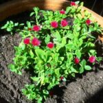 Cómo cultivar planta Rocío (Aptenia cordifolia) y sus cuidados - Eco ...