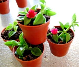 Cómo cultivar planta Rocío (Aptenia cordifolia) y sus cuidados - Eco ...