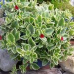 Cómo cultivar planta Rocío (Aptenia cordifolia) y sus cuidados - Eco ...