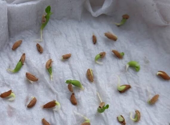 Cómo cultivar Rosas a partir de Semillas paso a paso - Eco Jardín Mágico