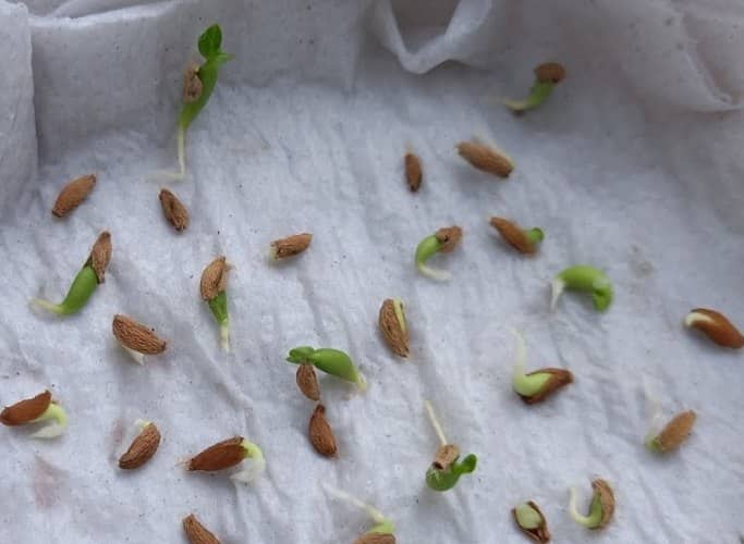 Cómo cultivar Rosas a partir de Semillas paso a paso - Eco Jardín Mágico