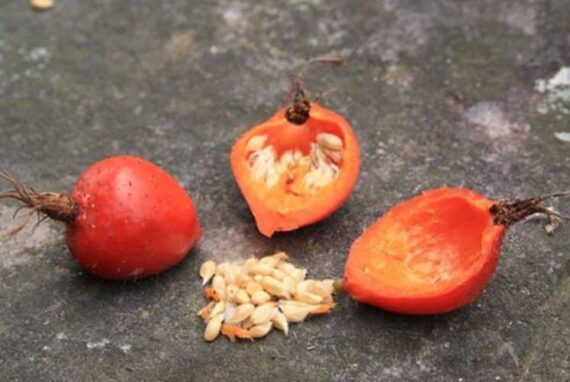 Cómo cultivar Rosas a partir de Semillas paso a paso - Eco Jardín Mágico