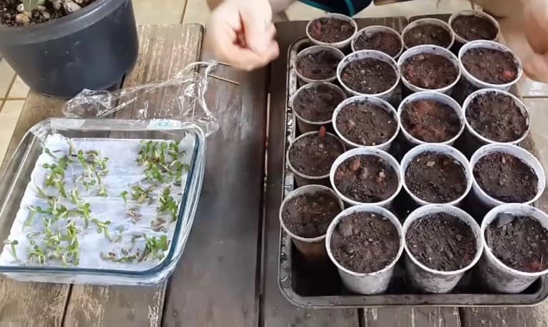 Cómo cultivar Rosas a partir de Semillas paso a paso - Eco Jardín Mágico