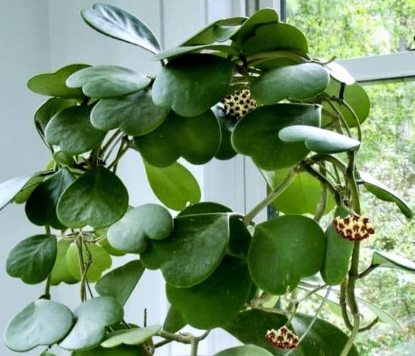 Cómo propagar, cultivar Planta Corazón (Hoya Kerrii) y sus cuidados - Eco Jardín Mágico