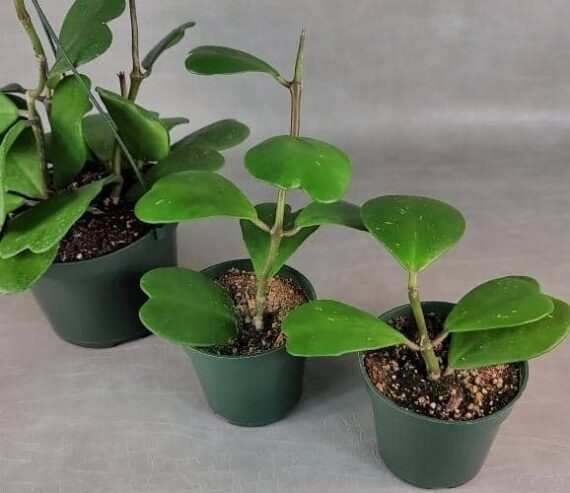 Cómo propagar, cultivar Planta Corazón (Hoya Kerrii) y sus cuidados - Eco Jardín Mágico