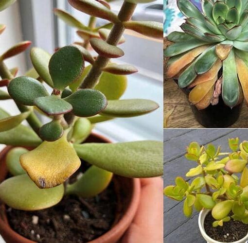 Cómo cultivar Peperomia Caperata (cola de ratón) y sus cuidados - Eco ...