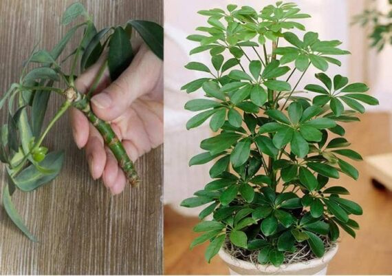 Cómo propagar, cultivar Cheflera (Schefflera) y sus cuidados - Eco ...