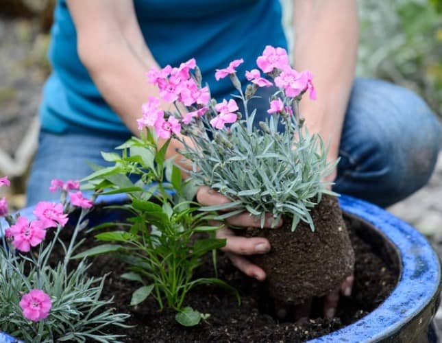 Cómo propagar, cultivar Clavel y todos sus cuidados - Eco Jardín Mágico