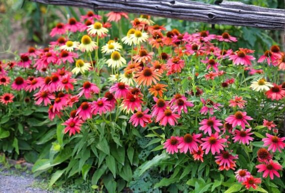 Cómo propagar y cultivar Equinácea (cuidados & beneficios) - Eco Jardín ...