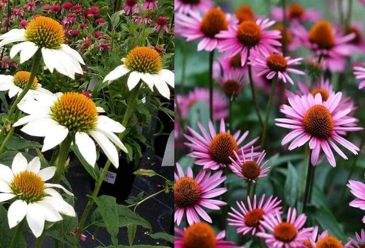 Cómo propagar y cultivar Equinácea (cuidados & beneficios) - Eco Jardín ...