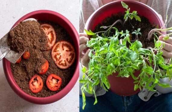 Cultivar Tomates a partir de Rodajas; mito o realidad? te lo explicamos ...