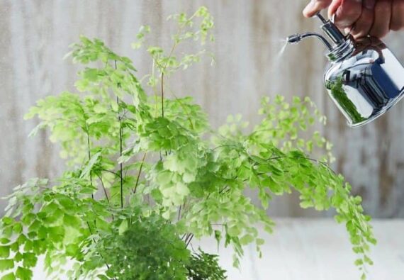 Cómo cultivar Helecho Culantrillo (Adiantum raddianum) y sus cuidados ...