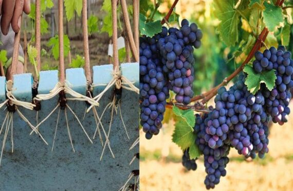 Cómo cultivar Uva a partir de esquejes (tallos) y sus cuidados - Eco ...