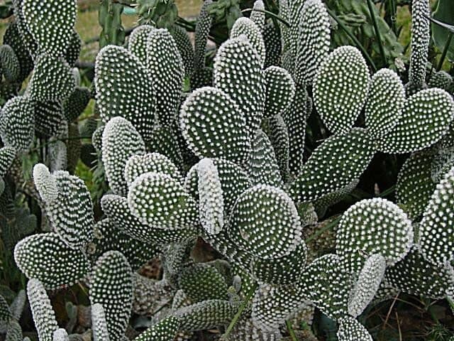 Cómo cultivar Cactus Alas de ángel (Opuntia Microdasys) y sus cuidados ...