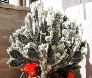 Cómo cultivar Cactus Alas de ángel (Opuntia Microdasys) y sus cuidados ...