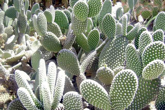 Cómo cultivar Cactus Alas de ángel (Opuntia Microdasys) y sus cuidados ...
