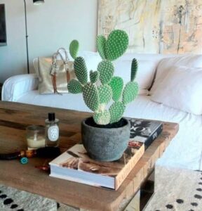 Cómo cultivar Cactus Alas de ángel (Opuntia Microdasys) y sus cuidados ...