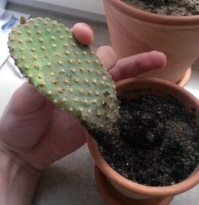 Cómo cultivar Cactus Alas de ángel (Opuntia Microdasys) y sus cuidados ...
