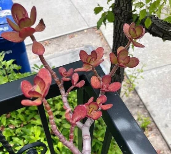 Por qué el Árbol de Jade se pone de color rojo y cómo solucionarlo ...