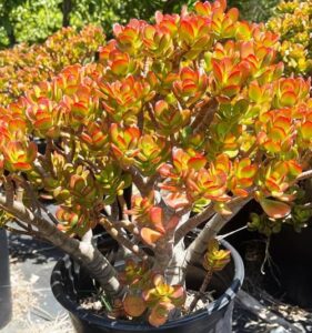 Por qué el Árbol de Jade se pone de color rojo y cómo solucionarlo ...