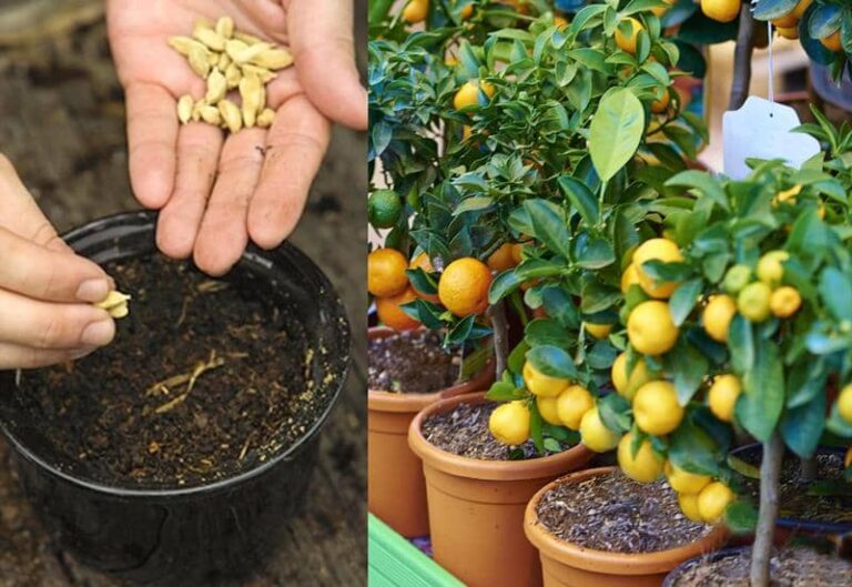 Cómo germinar semillas de árboles frutales correctamente - Eco Jardín ...