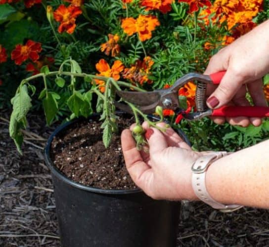 Cómo invernar Tomateras y obtener frutos tempranos el próximo año - Eco ...