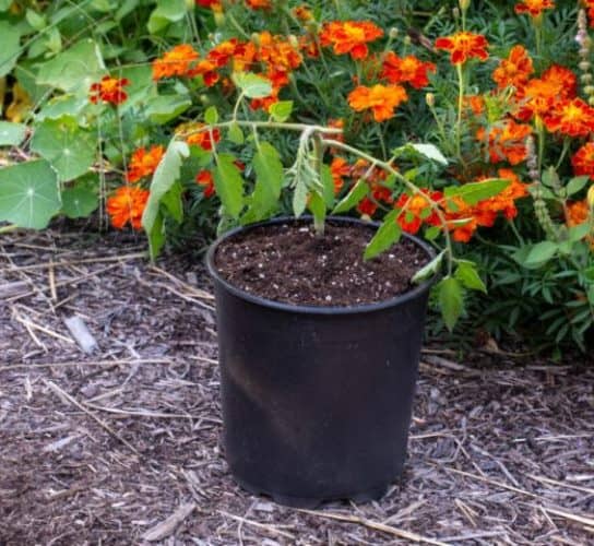 Cómo invernar Tomateras y obtener frutos tempranos el próximo año - Eco ...