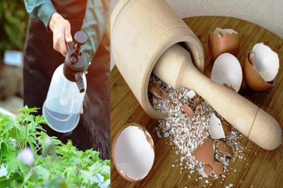 Cómo hacer fertilizante líquido con Cáscaras de huevo (fácil y efectivo ...